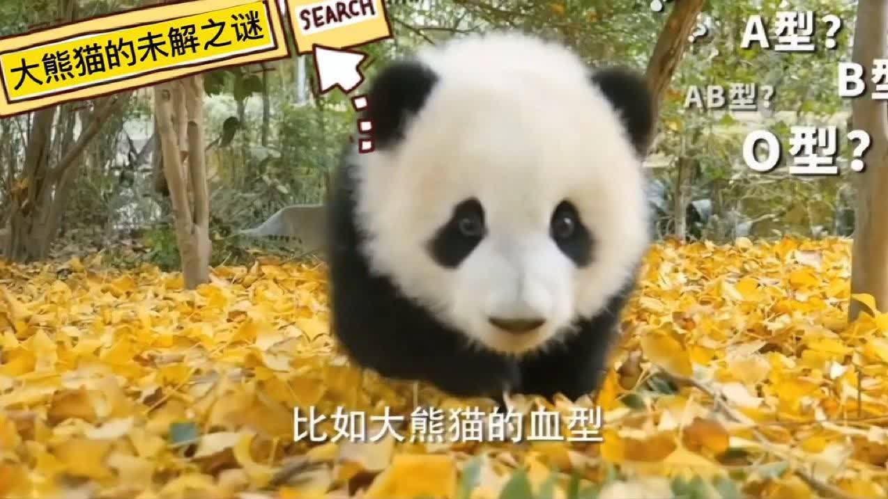 熊猫的未解之谜!熊猫的血型到底是哪种!国庆第二篇