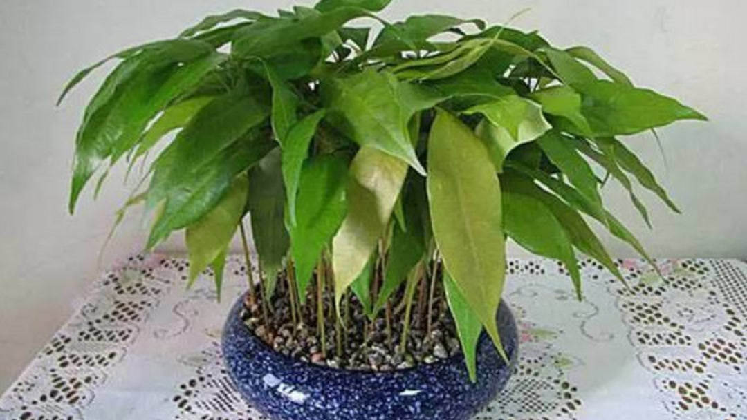 吃剩的芒果核,一定要留下!丢进花盆里,长成小盆栽,比绿萝还美