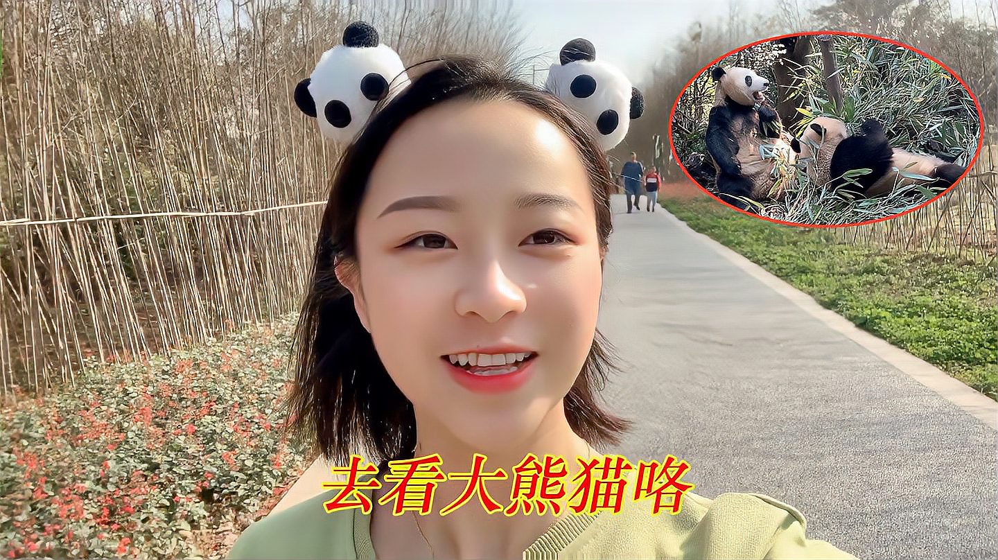 型男带秋子一行人去看熊猫,娜娜终于实现愿望,见到真正的熊猫了