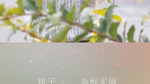 桃子现摘,现吃桃