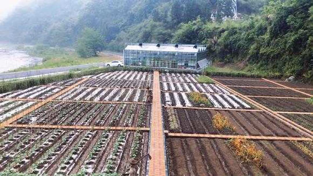 走进平利县云端农场用传统种养和"无公害"方式种植有机时令蔬菜