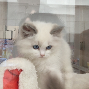 百变拿铁_私密版 