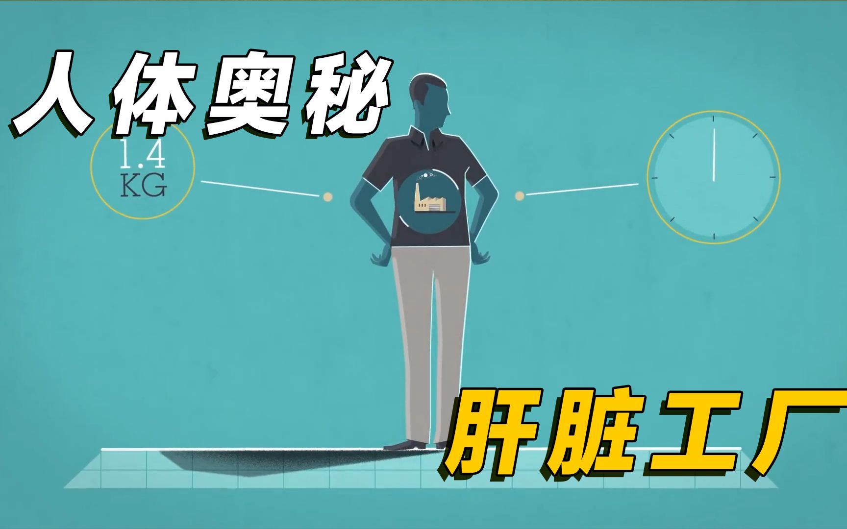 人体最重要的解毒器官是如何工作的?由TED动画提供