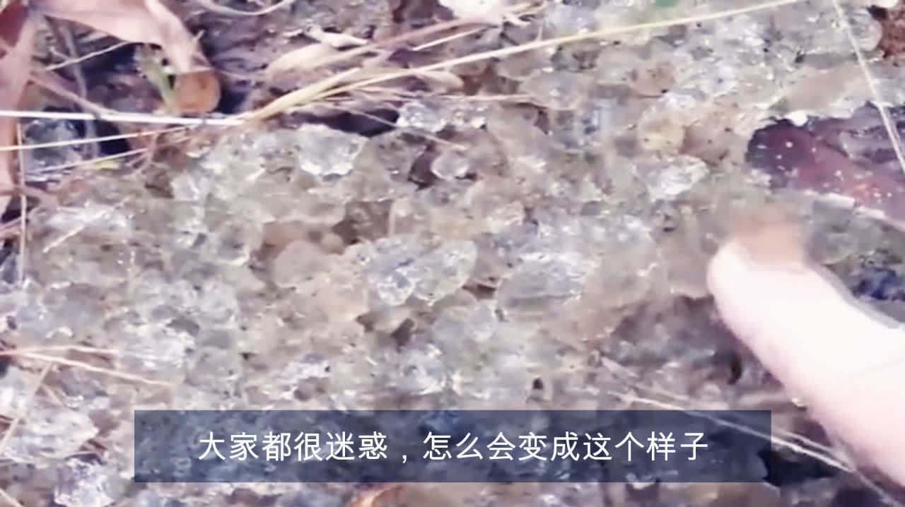 美国下凝胶雨,像果冻一样,原来都是垃圾造成的!