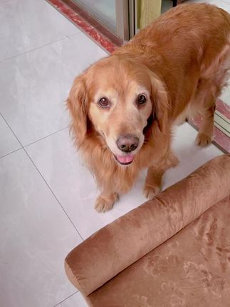 你的鱼啊一年多了你咋好意思给他送厨房呢良心让自己吃了嘛金毛傻狗...