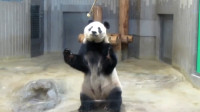 这只熊猫成精了,模仿人类走路,这一幕太萌了