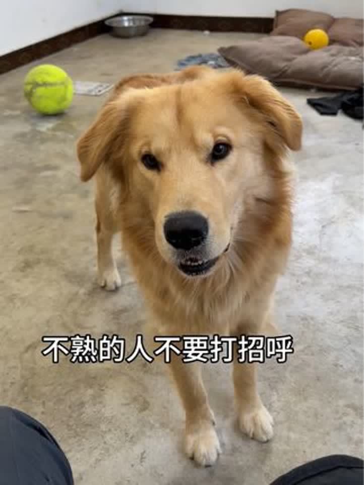 今日安全教育培训已完成#文明养犬从我做起 #安全教育