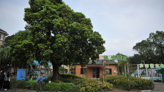 一个村庄如何实现碳中和?中山小榄有答案