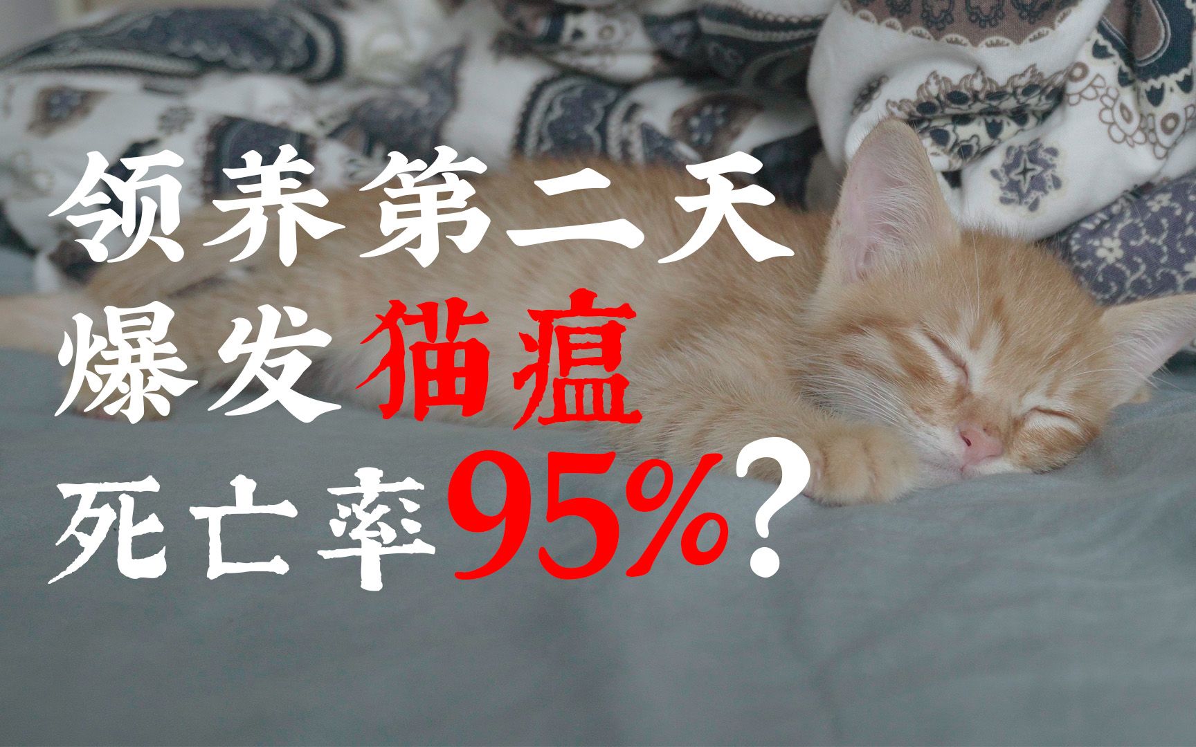 UP领养小猫,第二天猫瘟爆发,差点变成星期猫,传说中95%死亡率的猫瘟...