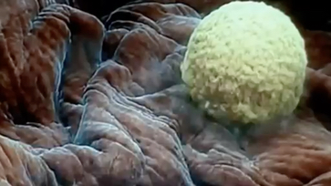 生命神奇的诞生过程经历了无数的艰难险阻,最终强者胜出,超级震撼!