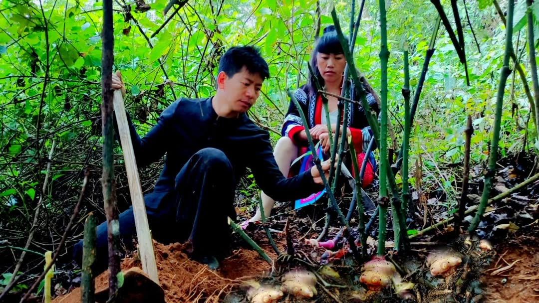 农村原始森林一种中药材金刚刺,功效挺多都舍不得卖你们见过吗?