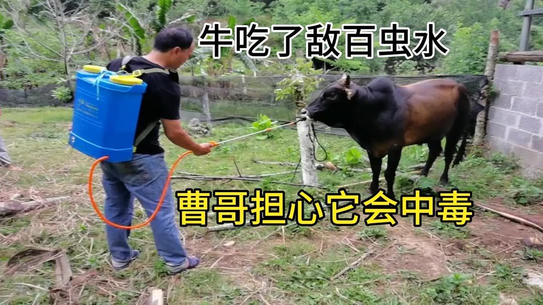 养殖户给27头牛驱虫,一头牛吃了敌百虫水,曹哥担心会中毒