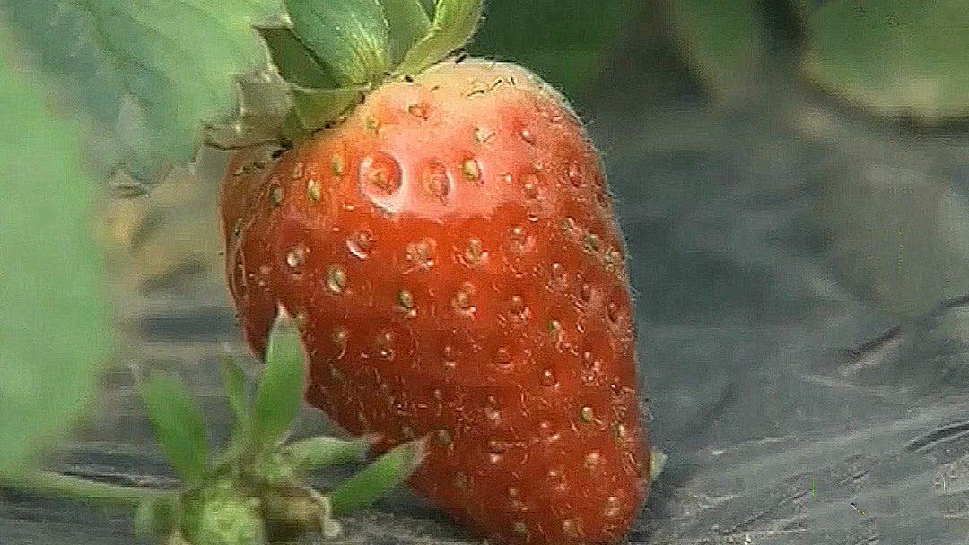 提高绿色植物的光合作用,可提高二氧化碳浓度,使其产量更高