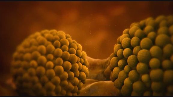 模拟真实卵细胞分裂的过程,3D动画版