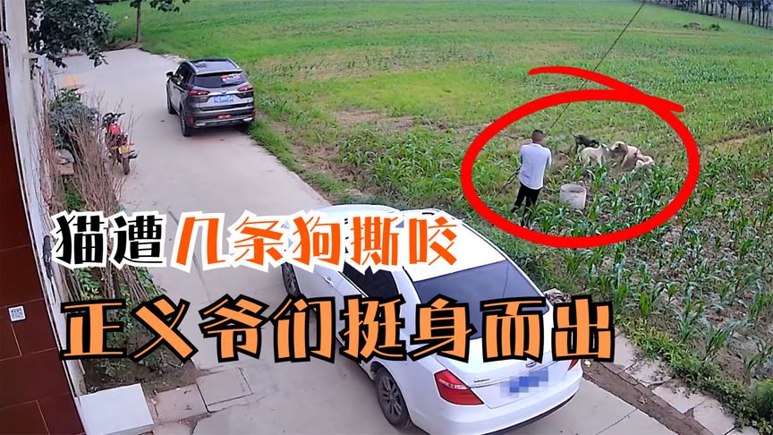 猫咪被一群狗撕咬,惊险一幕,多亏路人挺身相救