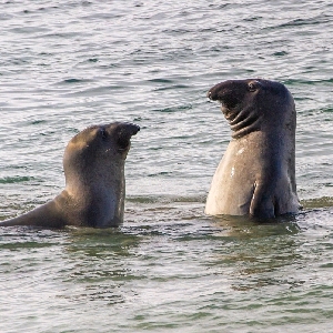 是开飞机的舒克啊 