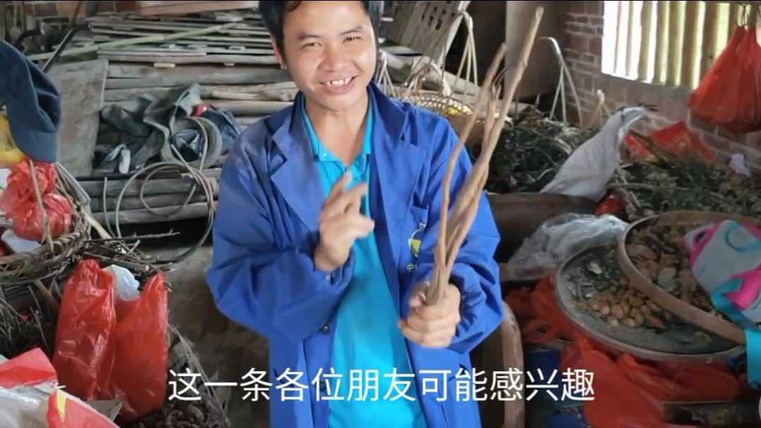 多种野生中草药识别,学中医的多看多学没错,认识中药多多益善