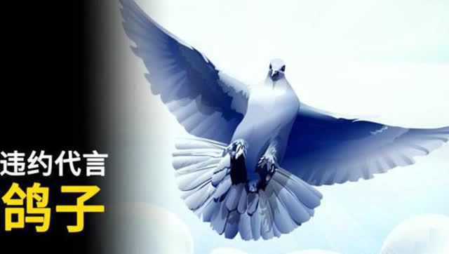 从信使到爽约代表,鸽子经历了什么?