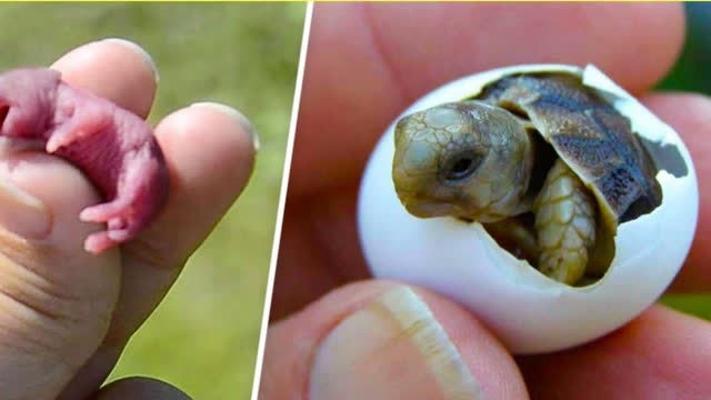 4个出生时体型最小的动物,刚出生的熊猫像老鼠?