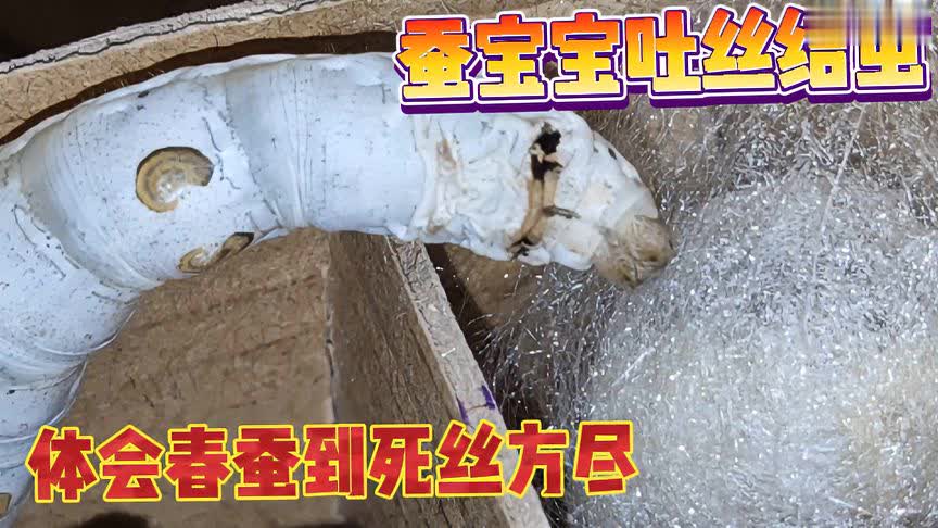 蚕宝宝吐丝结茧,女儿早起给做窝,蚕虽少,还做了个迷你蚕丝被!