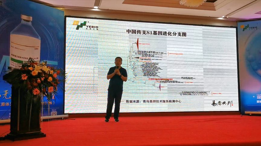 当前鸡传染性支气管炎易感日龄和流行基因型的复杂性,值得关注。