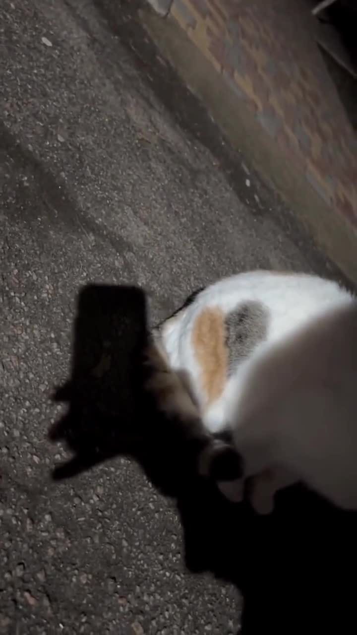 怎么会有身上带爱心图案的三花猫呀快艾特世界上最可爱的女孩子来看