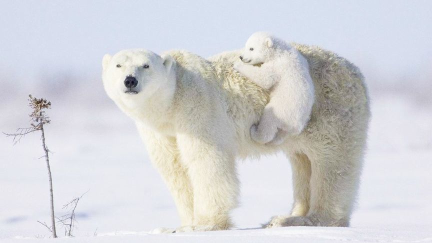 北极熊宝宝成长记,像极了熊孩子,网友:这样子要萌化我了