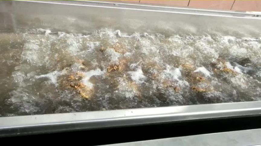 气泡加滚筒清洗机试车中,猜猜洗的是什么呢#黄精加工