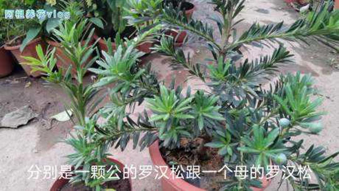 罗汉松是分性别的,雄性叶子好,雌性能结果,一起来看看吧