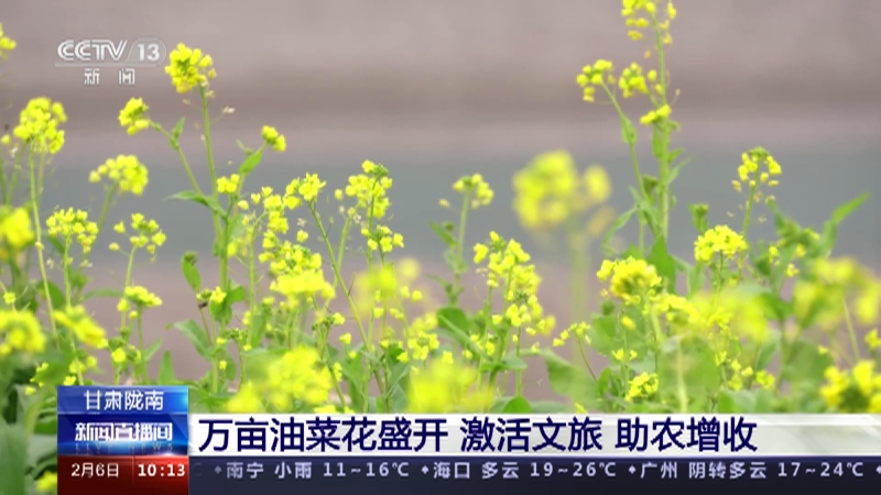 [新闻直播间]甘肃陇南 万亩油菜花盛开 激活文旅 助农增收