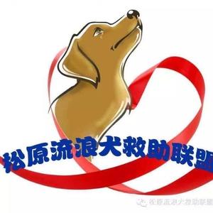 松城小爱流浪动物保护 