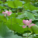 月亮井里的世界 