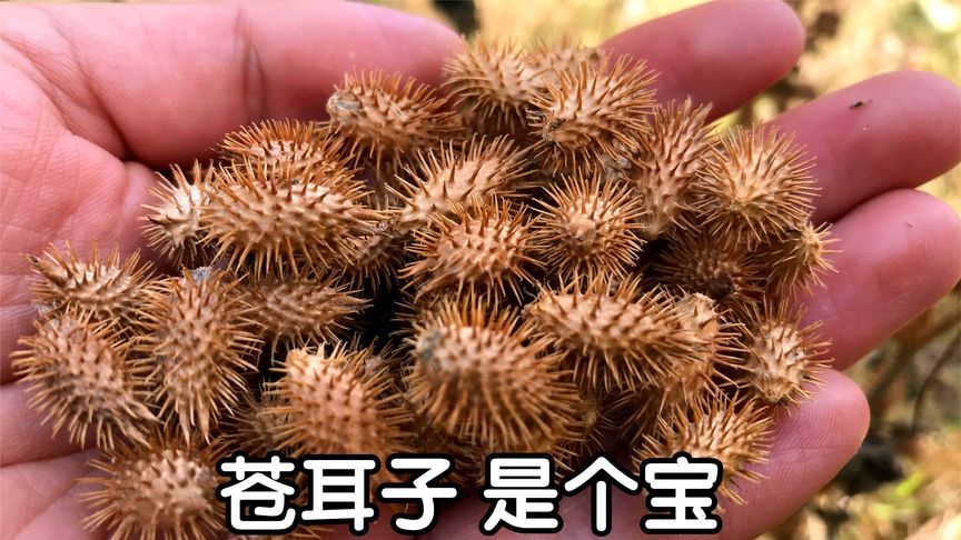 农村的苍耳子是个宝,没想到价值这么好?解决万千家庭的烦恼