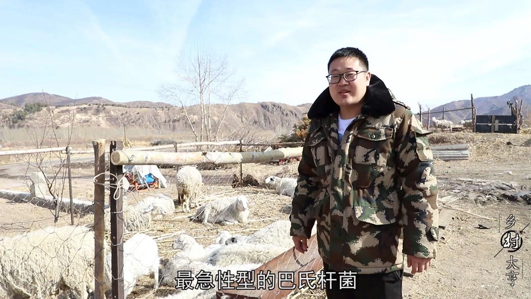 农村小伙分享养羊经验,这种疾病是羊群的克星,一定要提前预防!
