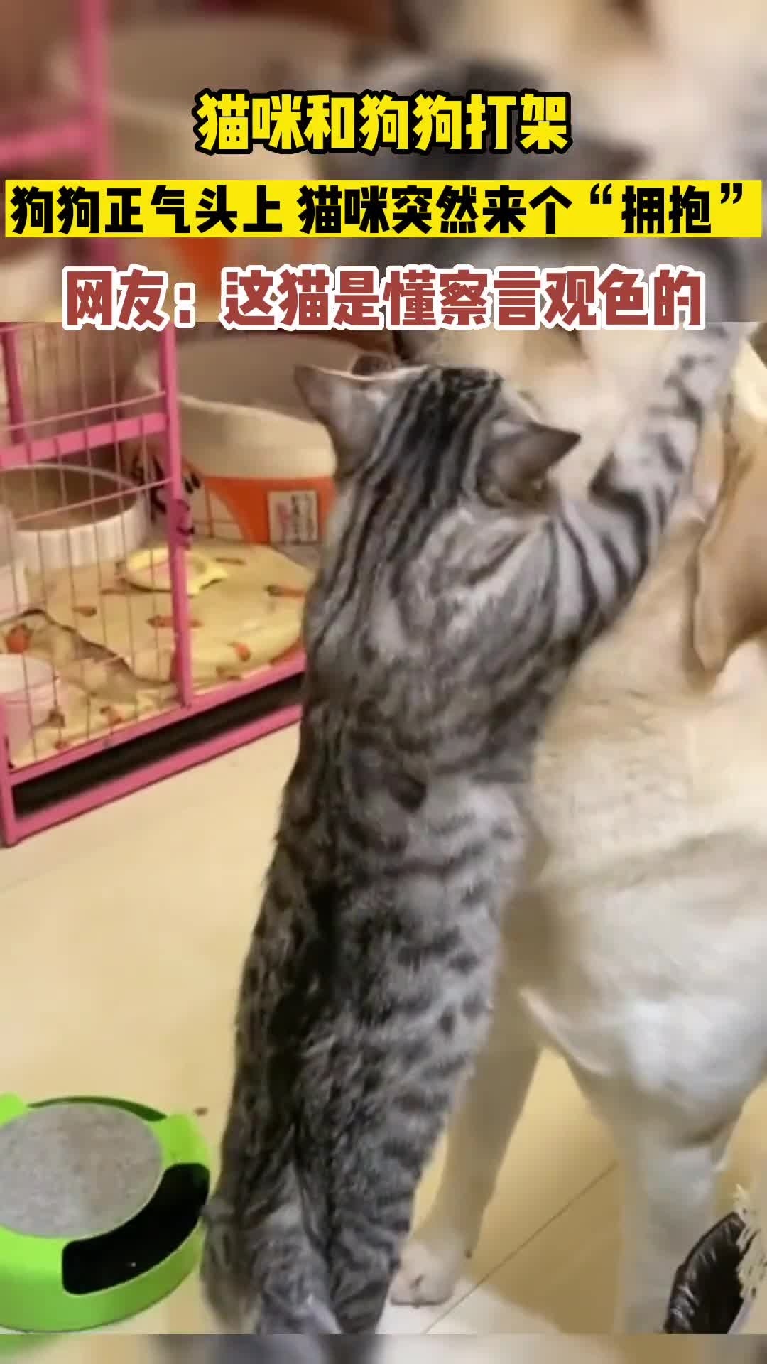 猫咪和狗狗打架,狗狗正气头上 猫咪突然来个"拥抱",网友:这猫是懂察言观色的。