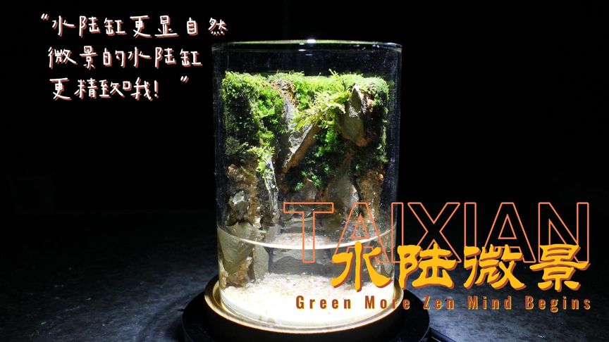 水陆缸非常贴近热带雨林,如何在微景观缸内完成热带雨林造景