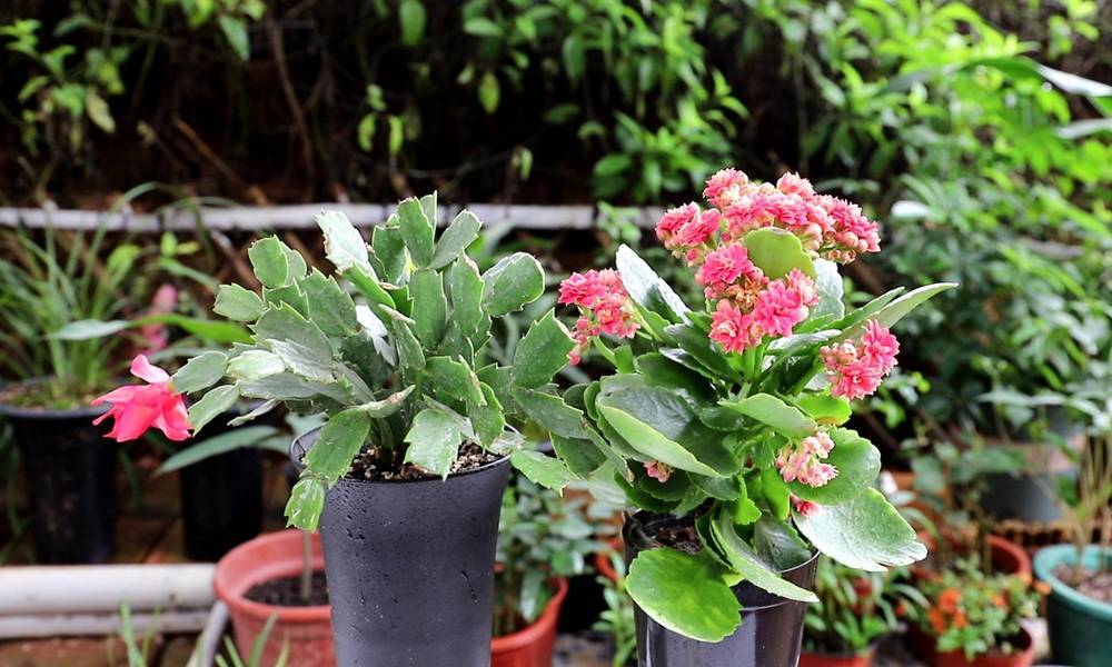 养花时,阿司匹林的正确使用方法,你做对了吗?