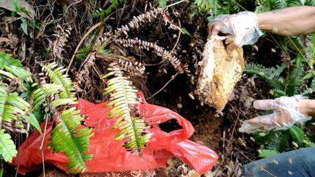 用土方法引诱蜜蜂,无成本不用管理,蜜糖质量好,开挖收获满满