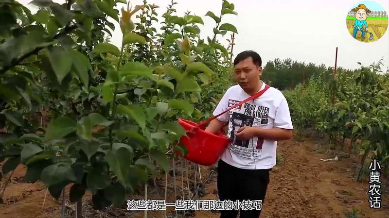小黄农话:正确避免梨树枝果互相干扰,有效隔出生长空间