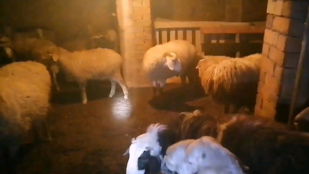 小伙半夜听到羊叫声,发生了什么?难道是羊崽子打起来了吗