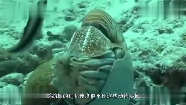 存活5亿年的古生物,身体结构极为奇特,连潜艇都要模仿它的构造