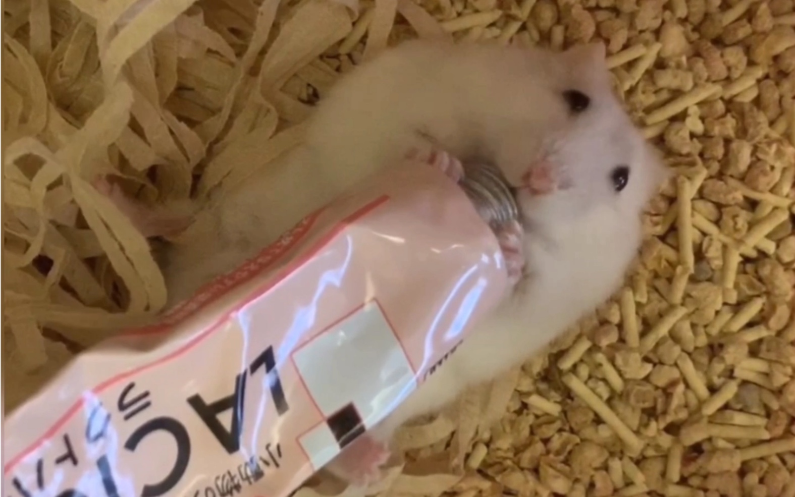 #奶茶观察日记37#吃货仓鼠成精了,自己抱着吃,好吃到四脚朝天!