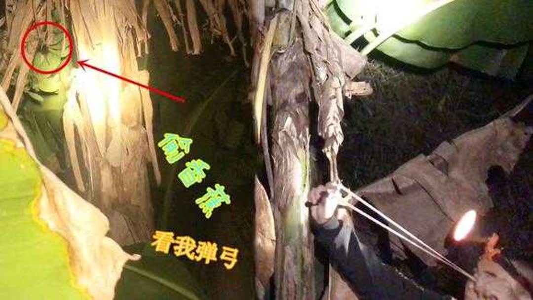 讨厌的祸害,白天偷甘蔗,晚上又偷香蕉,看我的弹弓精确瞄准射击