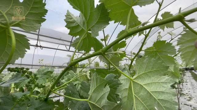 分享农业知识帮农民增产增收 专业的事交给专业的人