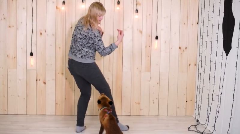 半年就把狐狸训练成了狗狗,女子一拍肩膀,小狐狸就做这个动作