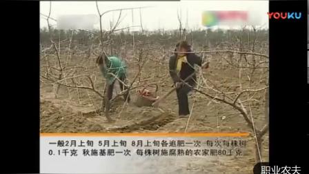 樱桃种植技术 幼树期土肥水管理.mp4