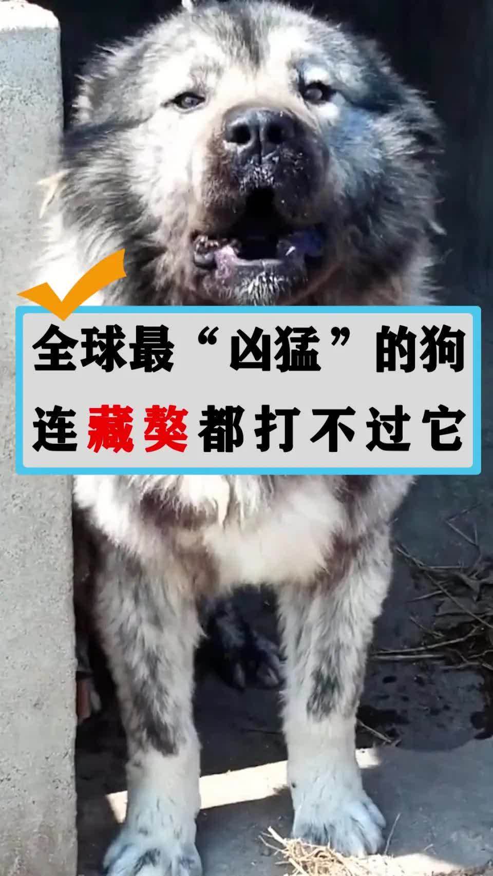 全球最"凶猛"的狗,成年比人都高,连藏獒都打不过它