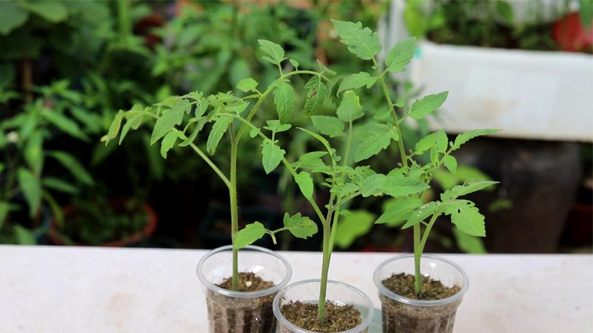 番茄苗移栽前,做好1步工作,复壮更快