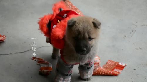 冬天到了,给狗狗做一件衣服,狗狗满脸都写着高兴