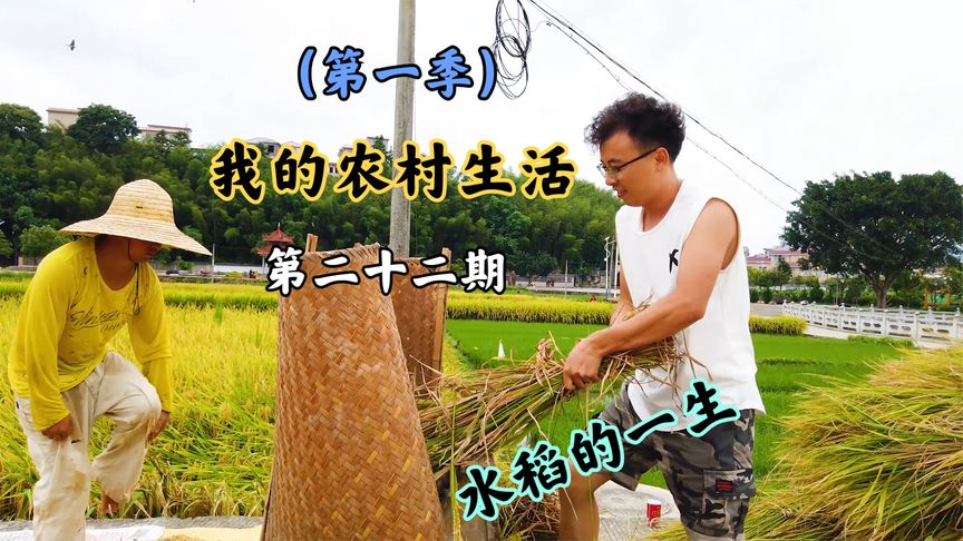 小伙用1年的时间,来纪录水稻的一生,只为了让大家躺着也能体验